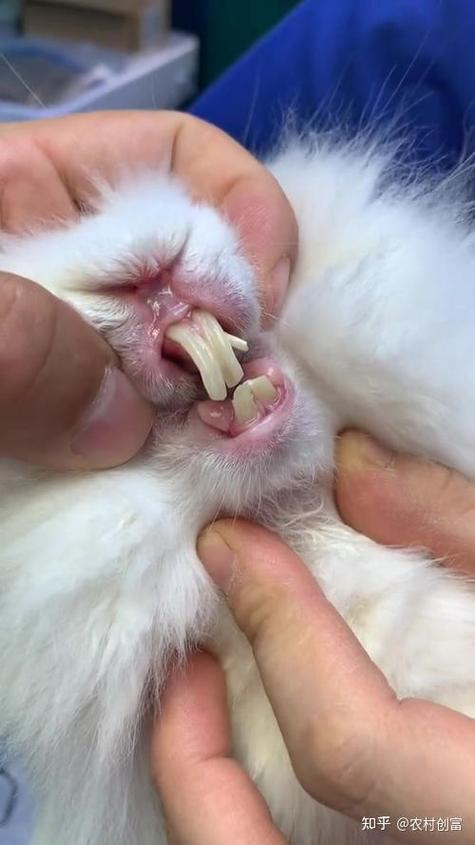仓鼠咬笼子怎么办