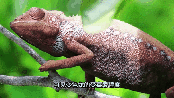 变色龙怎么变色图标