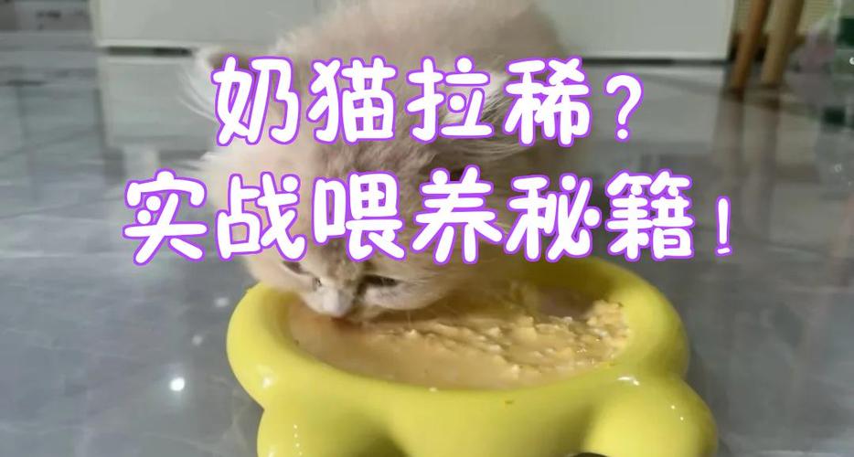 小奶猫拉稀怎么办截图