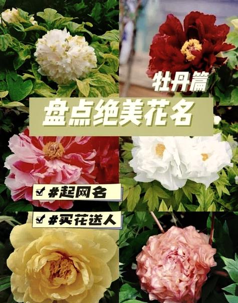 花名网名推荐图标