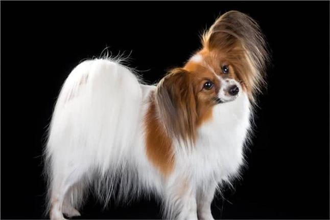 蝴蝶犬价格多少钱一只图标