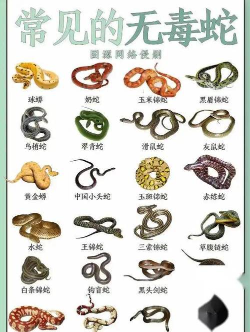 蛇的品种名称大全图片