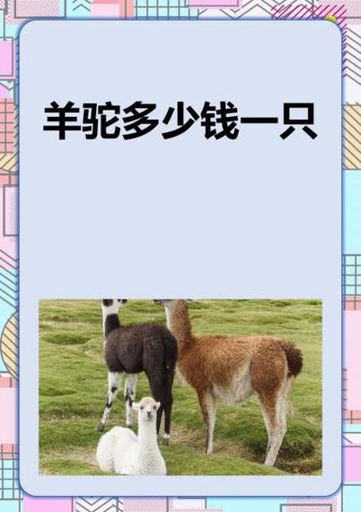 羊驼多少钱一只截图