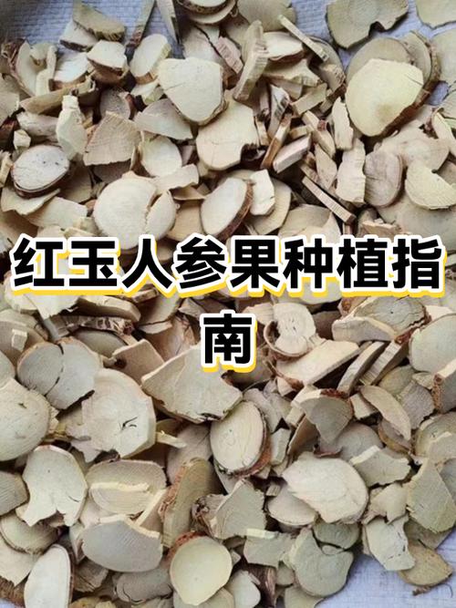 红玉属于什么档次图标