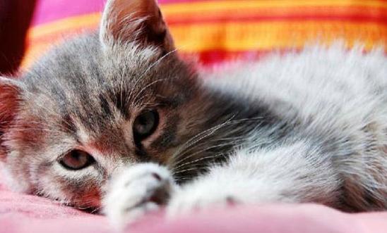 猫咪发烧能自愈吗图标