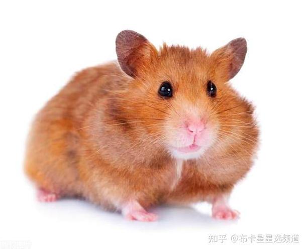 仓鼠被同类咬伤怎么办游戏截图