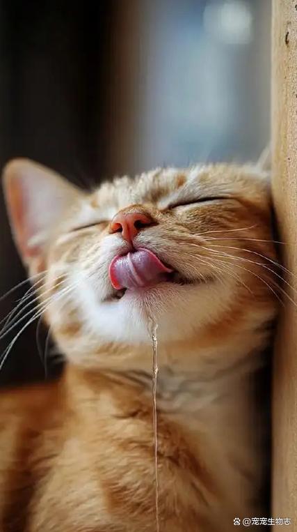 猫咪流口水一招搞定截图