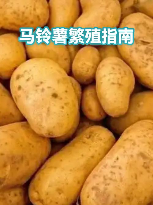 土豆如何繁殖种子图标