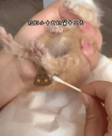 猫会憋死吗图标
