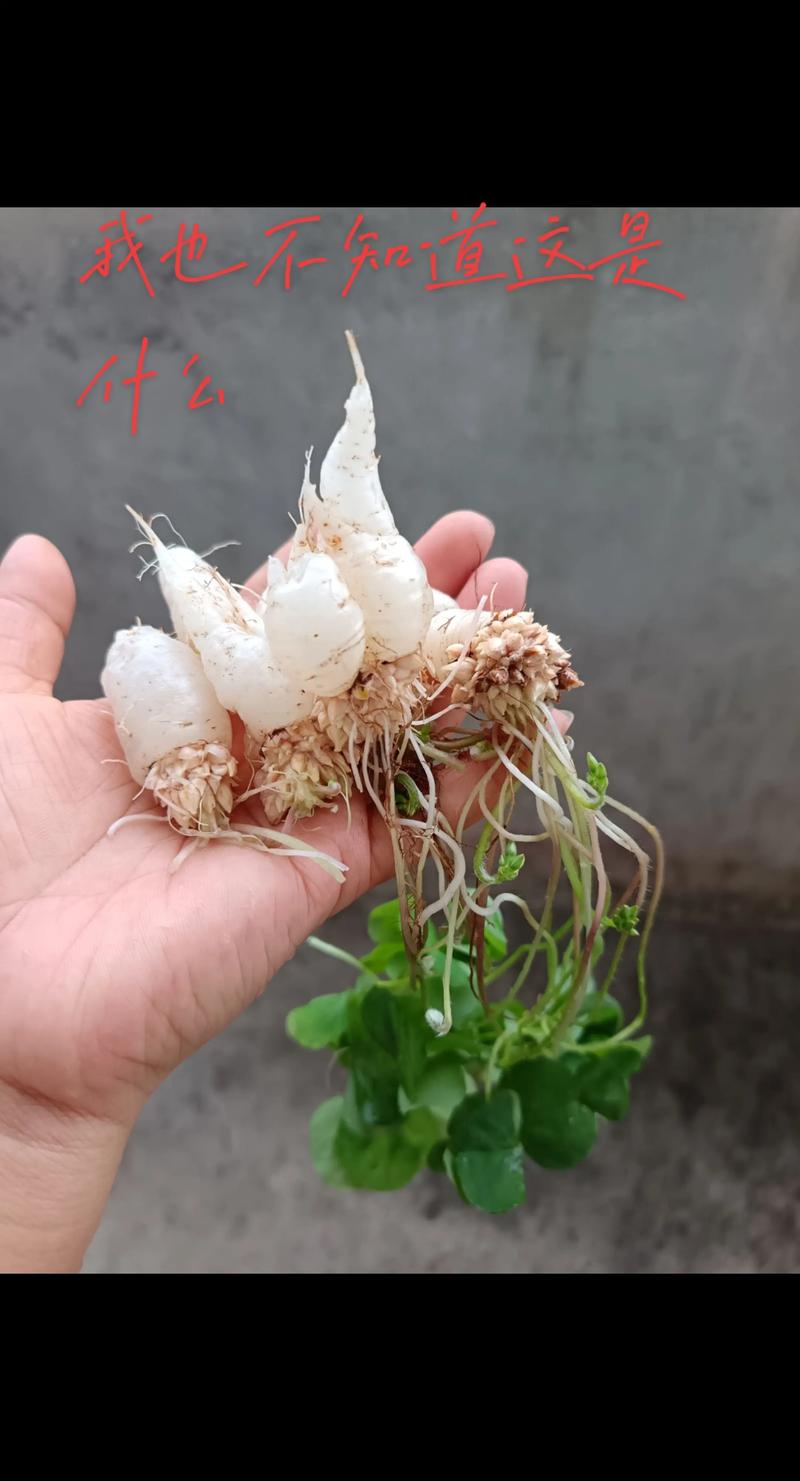 保卫萝卜123关攻略图水晶萝卜图标