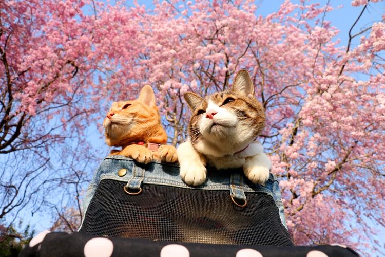 小猫旅行到乡下截图