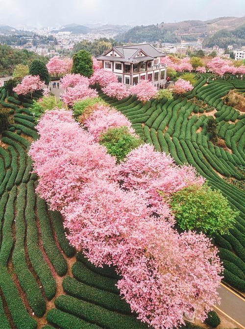 永福樱花