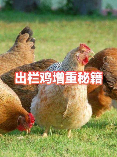吃什么能增加体重图标