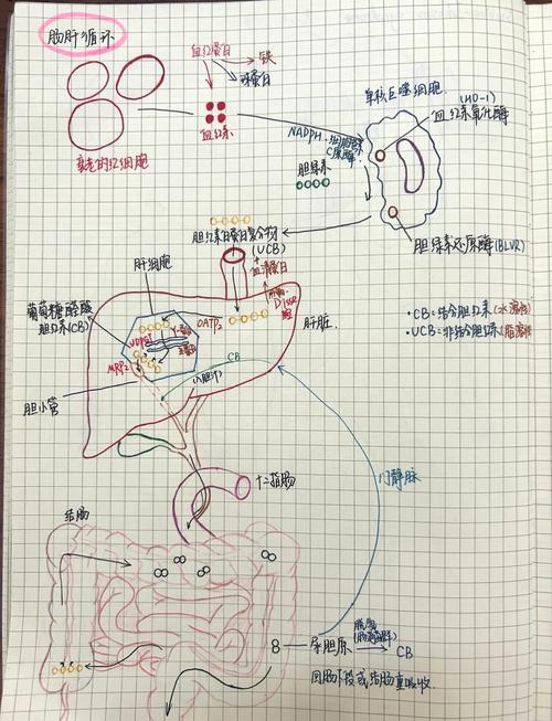 euphoria屎循环是哪几
