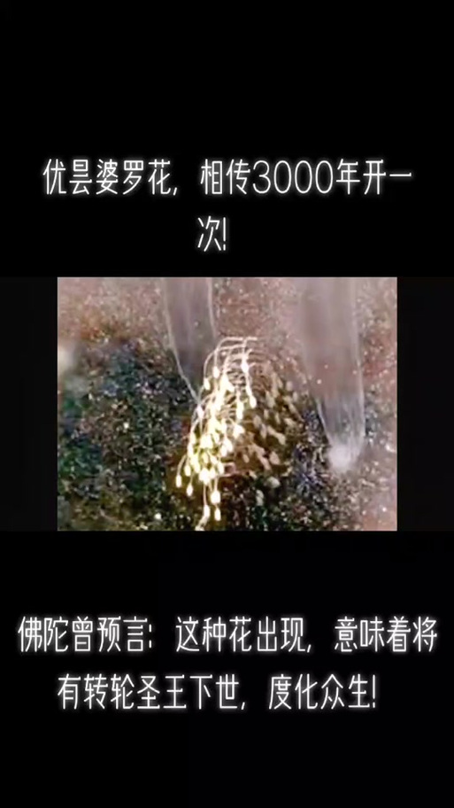 优昙花开预示着什么