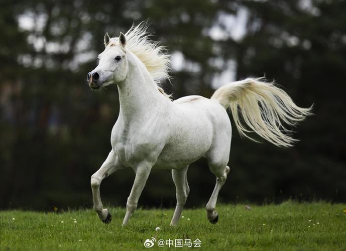 小马尾巴图片图标