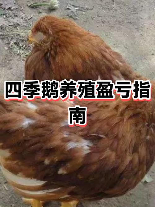 养100只鹅一年利润图标