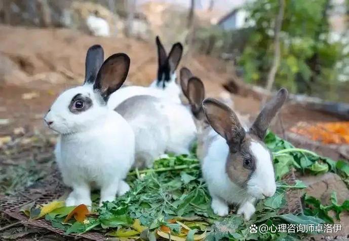 兔子专家免费咨询截图
