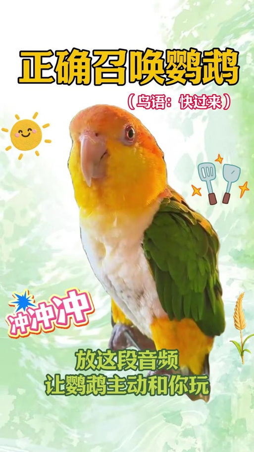 有个鸟的软件是什么图标