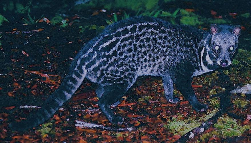 地狱灵猫