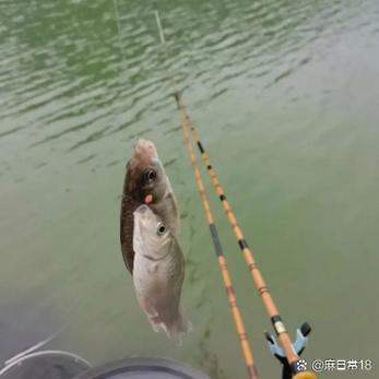 梦见自己钓到两条鱼是什么意思图标