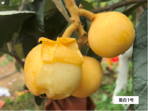 枇杷新品种截图
