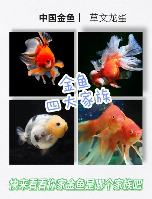金鱼长须子怎么回事儿截图