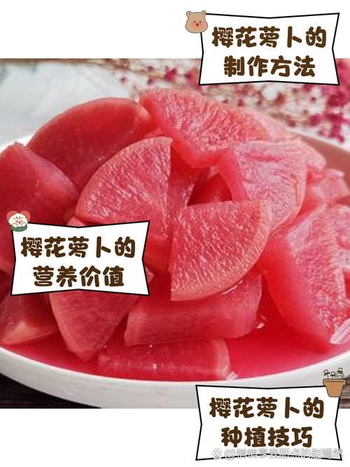 樱花萝卜