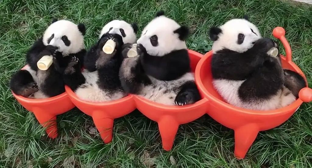 可以养熊猫吗图标