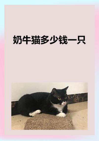 美短奶牛猫多少钱一只图标