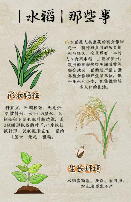 中富稻9水稻品种简介截图