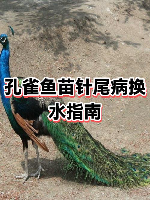 孔雀鱼身上发白腐烂还有救吗图标