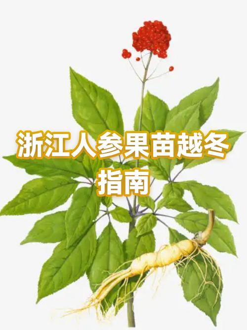 人参果树冬天会冻死吗图标