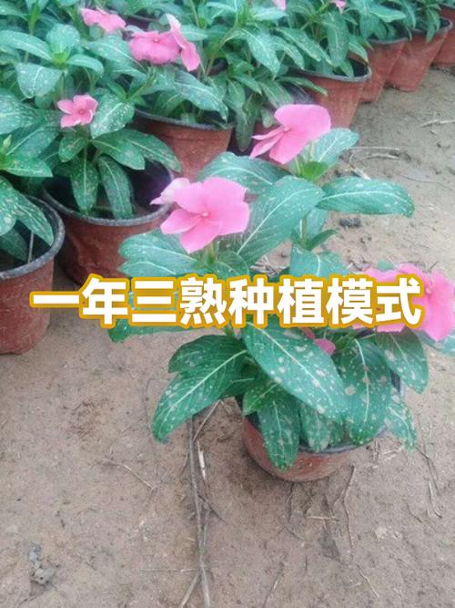 一年三熟截图