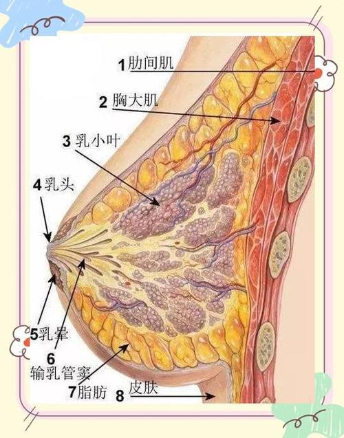 乳房由什么组成的图标