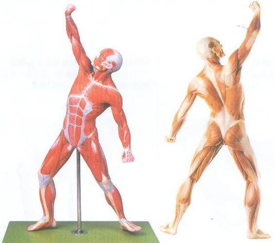 人体模拟器3d游戏图标