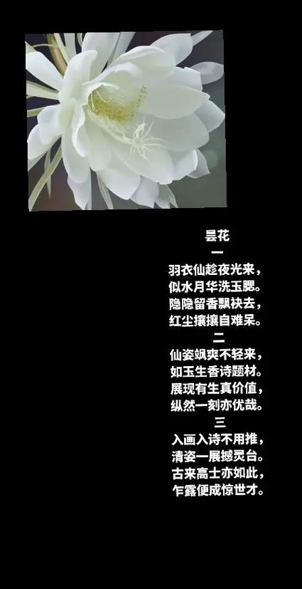 优昙花的花语和象征意义图标