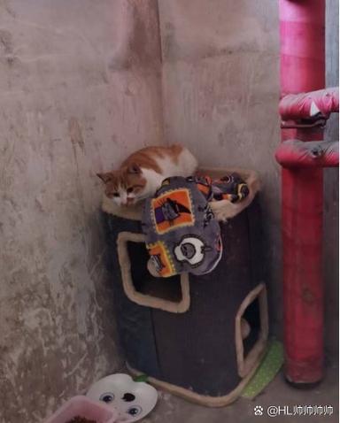 有流浪猫到家门口预示什么截图