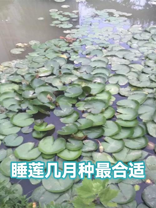 睡莲适合什么季节种植图标