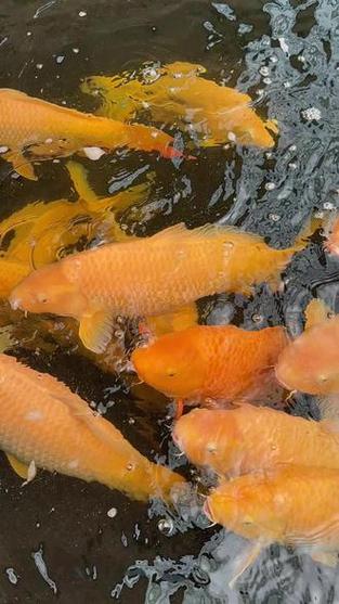 锦鲤赚图标