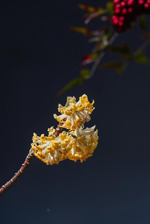 鲜花开在春天里什么歌图标