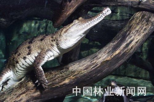 鳄鱼会爬树吗图标