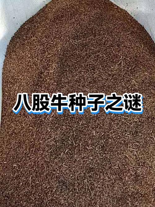 类似于种子3之类的游戏图标