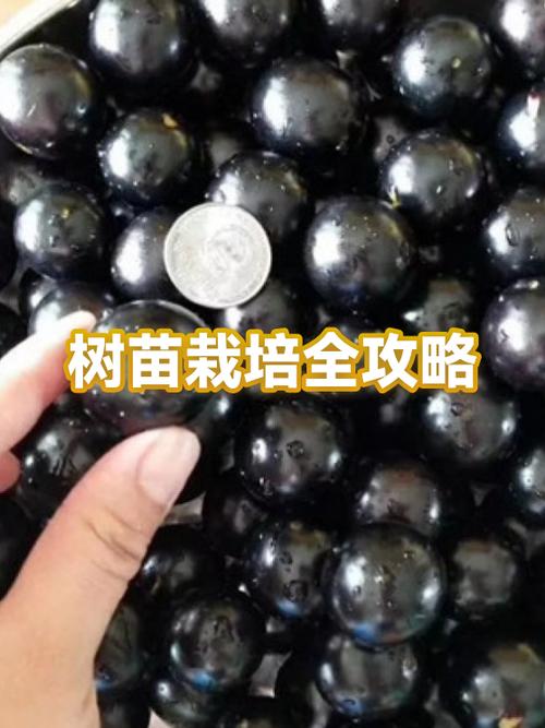 黑色桃子有哪些品种图标