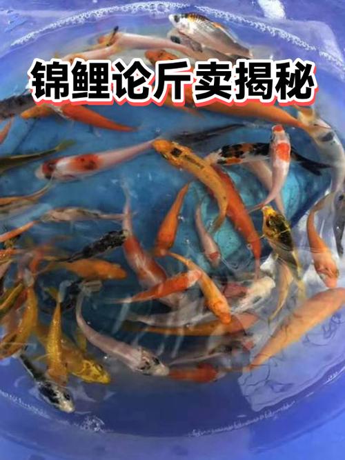 60公分锦鲤一般多重