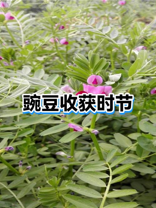 豌豆成熟的季节是什么时候