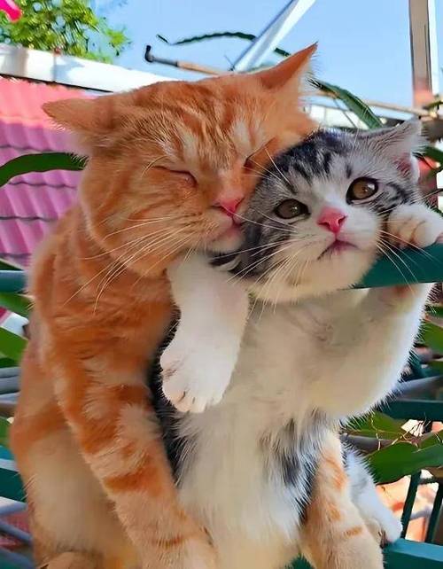 小猫咪缩略图