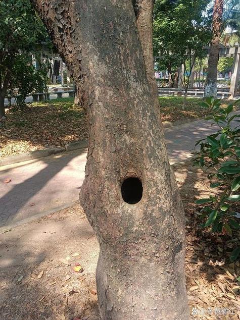 小树洞图标