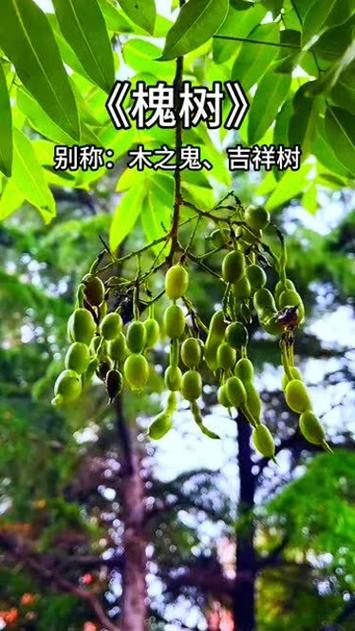 槐树招鬼还是驱鬼截图