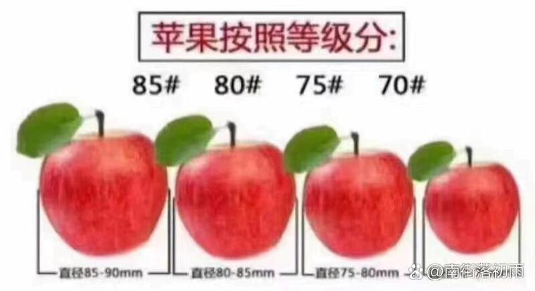 苹果应用年龄分级截图